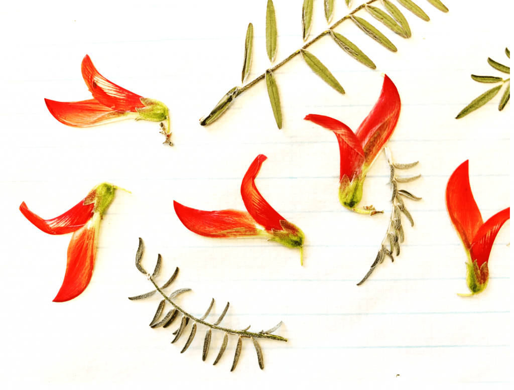 Sutherlandia (Cancer Bush) Herbal Tea (90g) - N'Rougas Farm